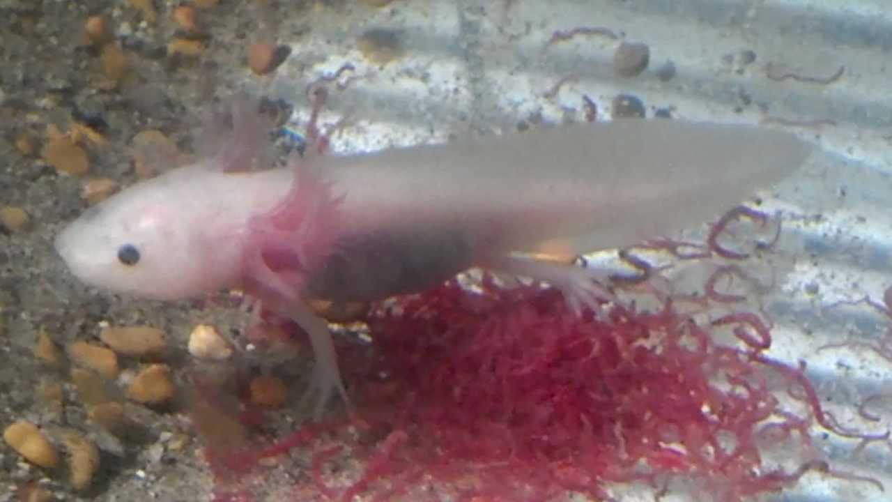 alien pet axolotl found - YouTube