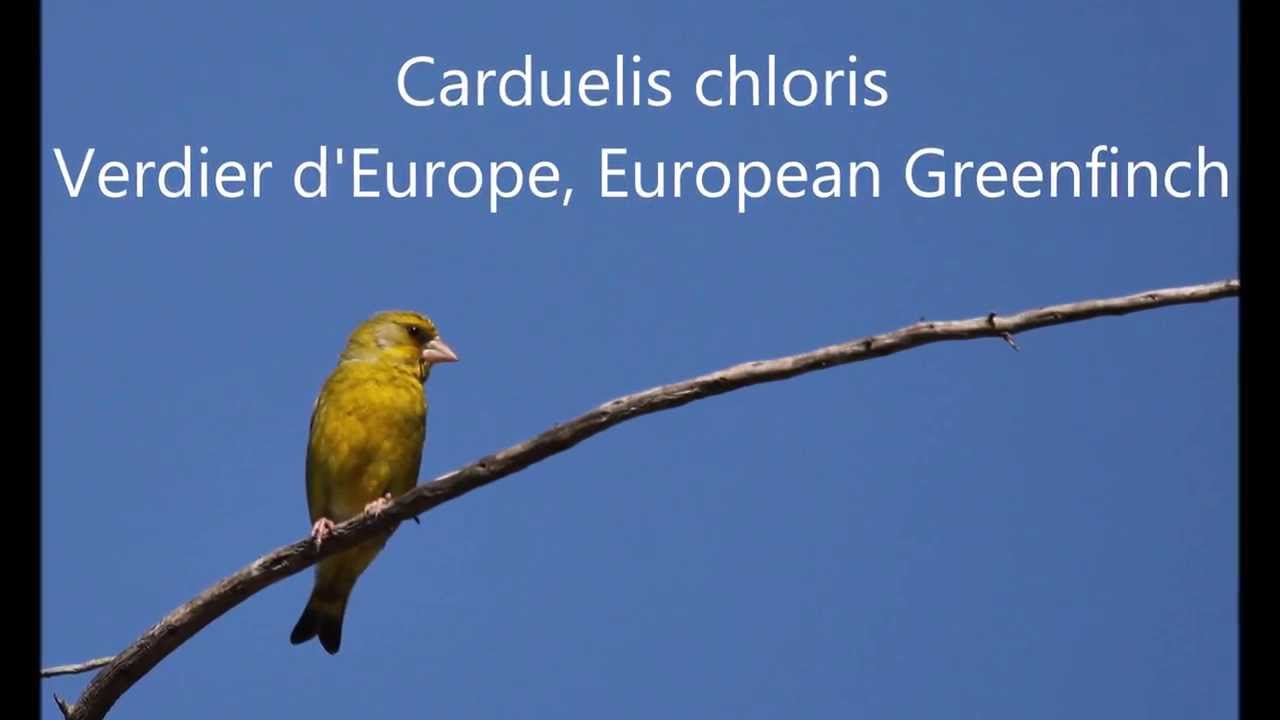 Le chant du Verdier / The Greenfinch song - YouTube