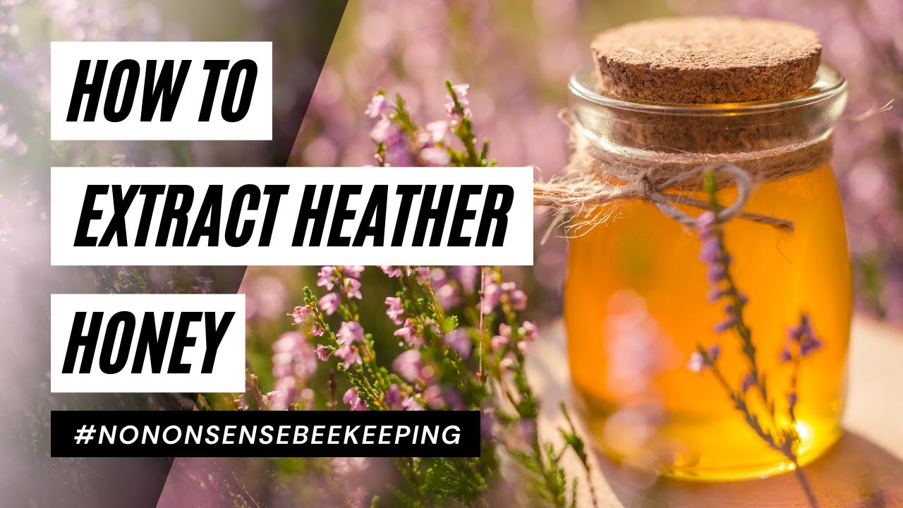 How to Extract Heather Honey - Heather Honey Extraction - Full Process ...