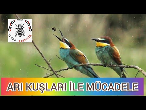 Arı kuşlarını öldürmeden, mücadele nasıl yapılır. #arıcılık #arıkuşu #bee-eater