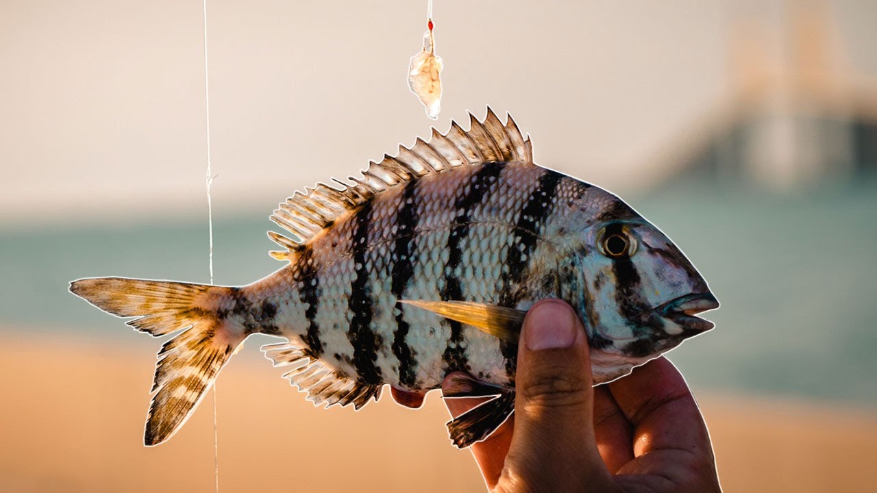 2 Easy Ways To Catch Bait From ANY Fishing Pier - YouTube