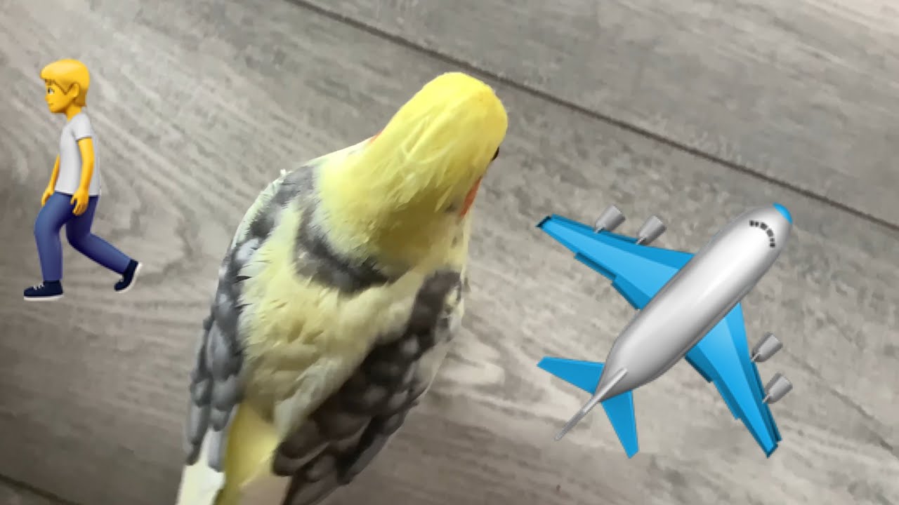 The 2 Modes Of Bird Transport - YouTube