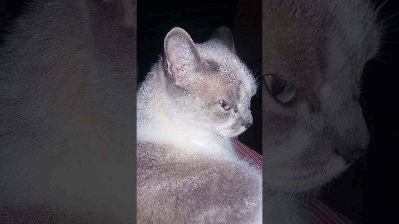 Gato miando - YouTube