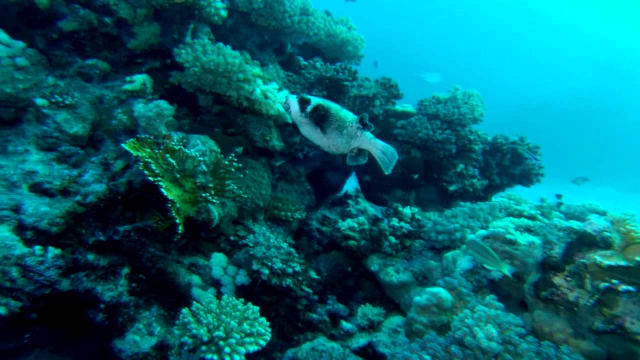 Viatge MAR ROIG 2014/2015 - YouTube