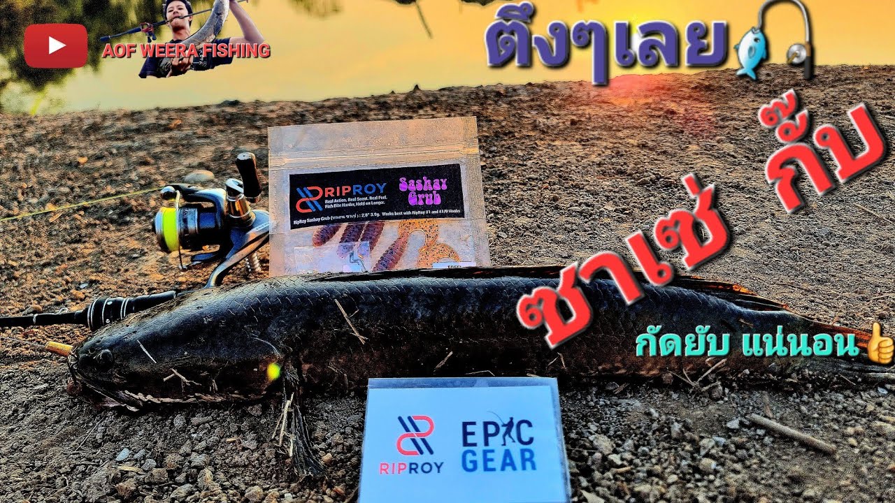 EP.15 Texas Rig กับการเล่นเหยื่อหางกั๊บครั้งแรก #riproy Sashay Grub ตึง ...