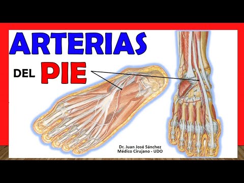 🥇 ARTERIAS DEL PIE. (Arteria Pedia y Plantares). Arco Plantar. ¡Explicación fácil!