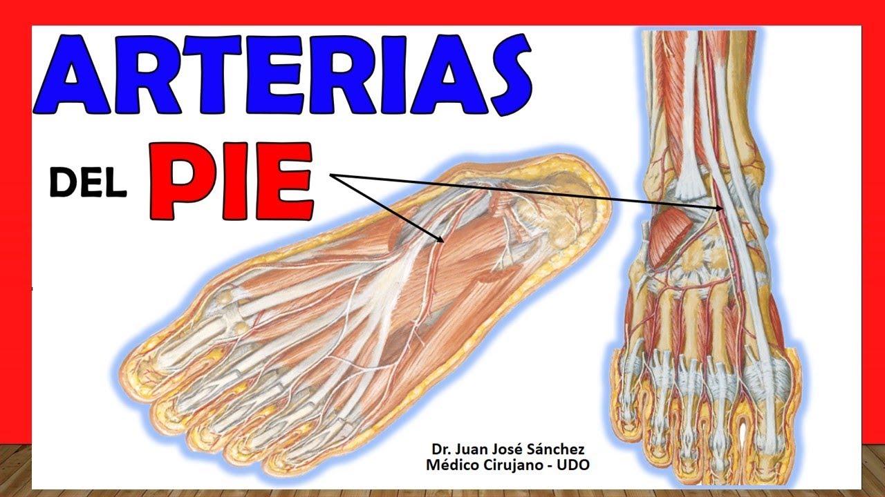 🥇 ARTERIAS DEL PIE. (Arteria Pedia y Plantares). Arco Plantar ...