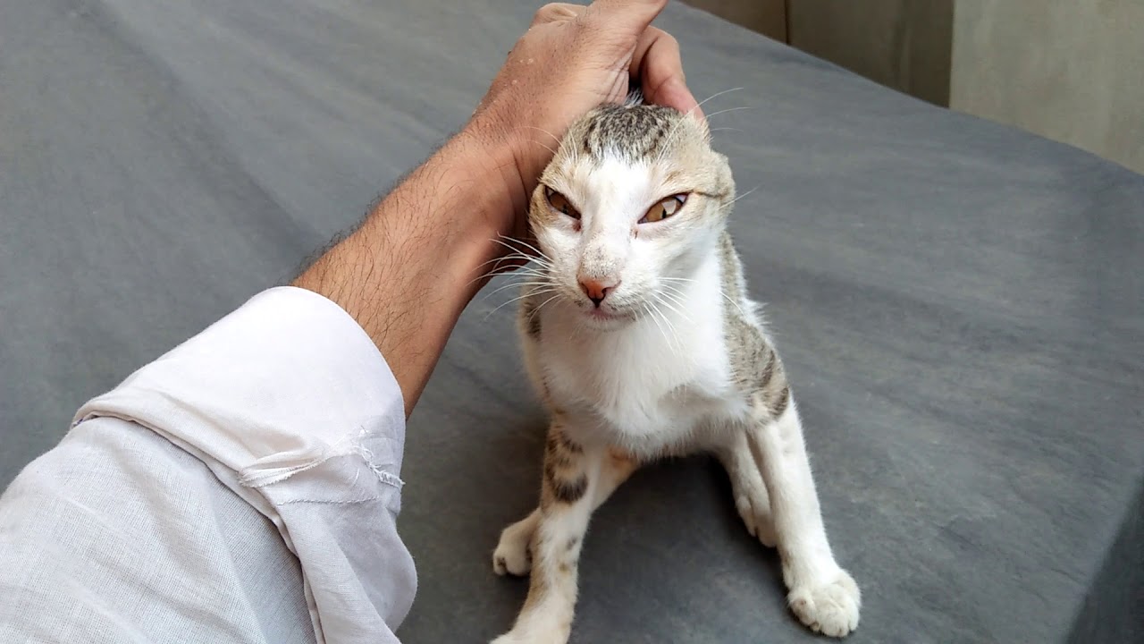 Cat Ears Pulling & Stretching Face Grey Kitten - YouTube