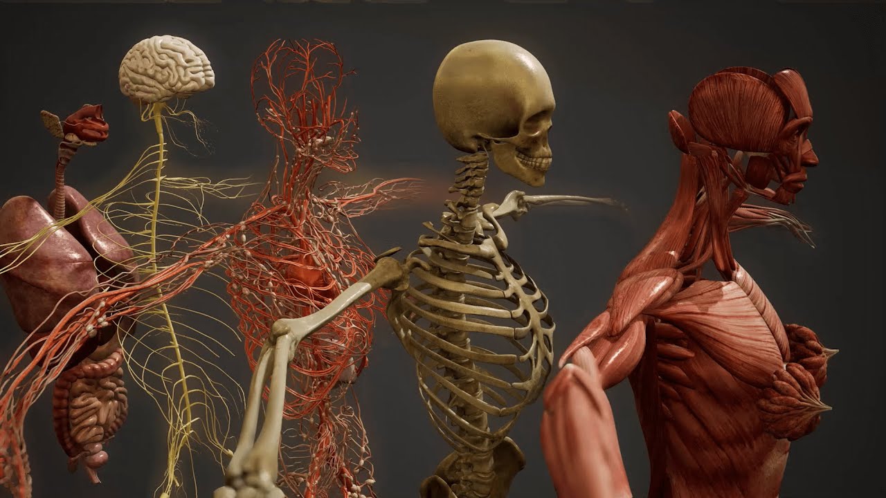 🔴 Inside Us Live: Human Anatomy & Organ Systems - YouTube