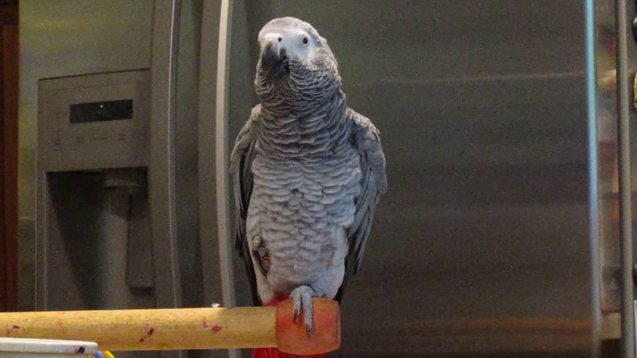 Poppy the Parrot Speaks Again - YouTube