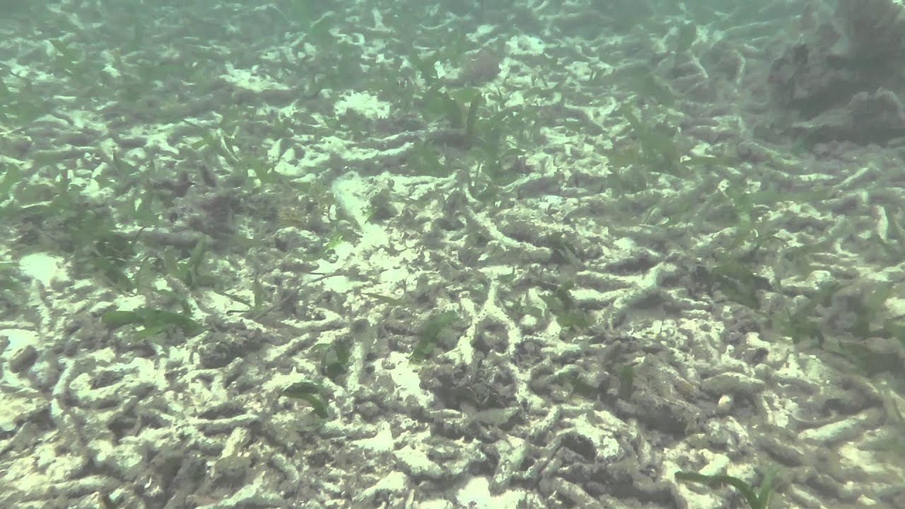 ITK IPB: Underwater TWP Kapoposang - YouTube