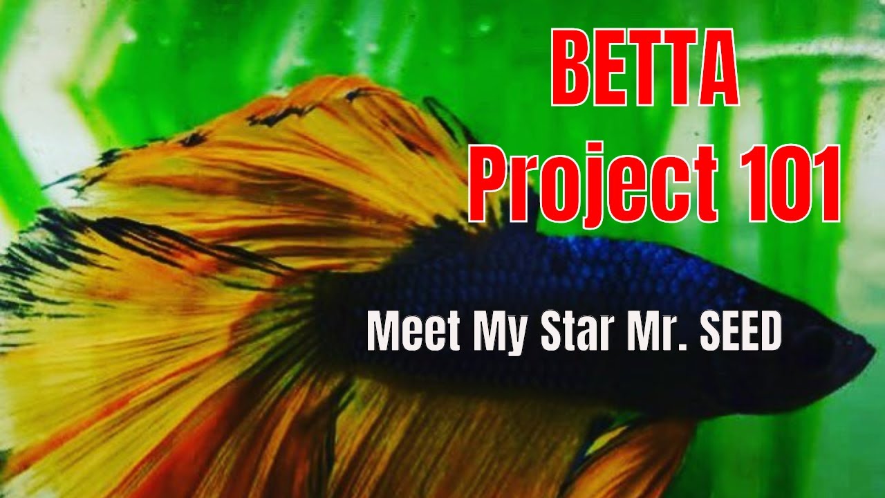 BETTA Project 101: Mr. SEED - YouTube