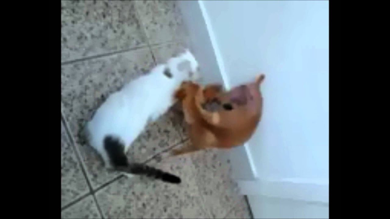 acasalamento cão e gata - YouTube