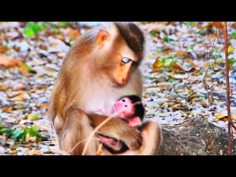 Mother Anisa's Hilarious Reactions to Everyday Monkeys - YouTube