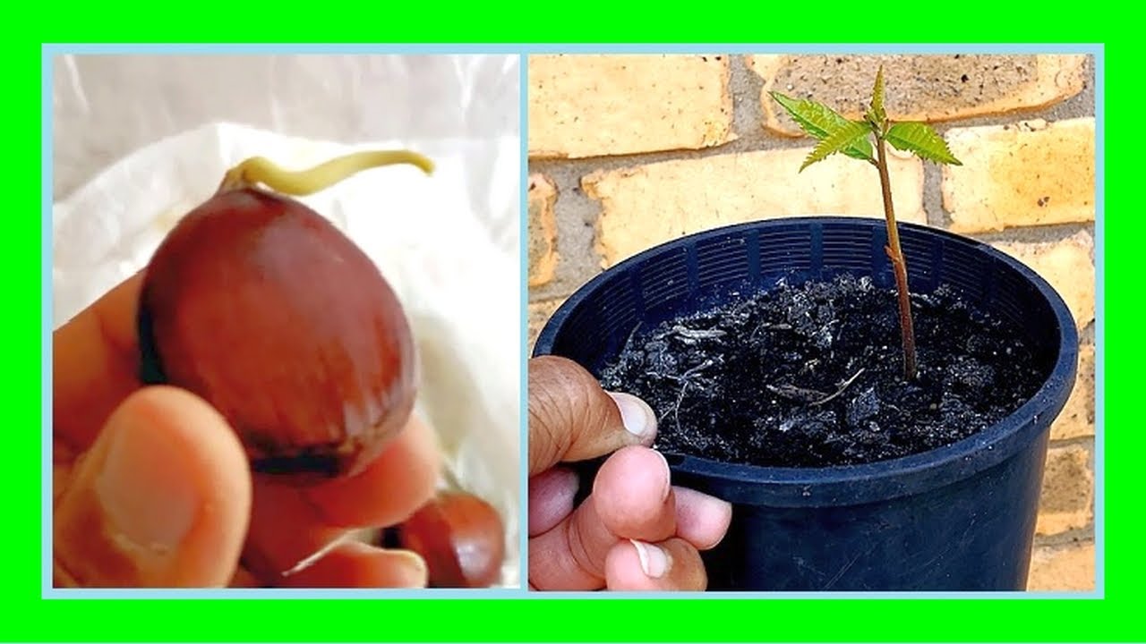 How to Grow a Chestnut Tree from Seed | Easy Step-by-Step Guide - YouTube
