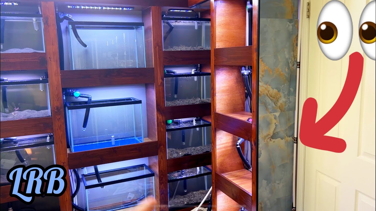 NEW Racks NEW Fish NEW Quarantine and MUCH More! - YouTube