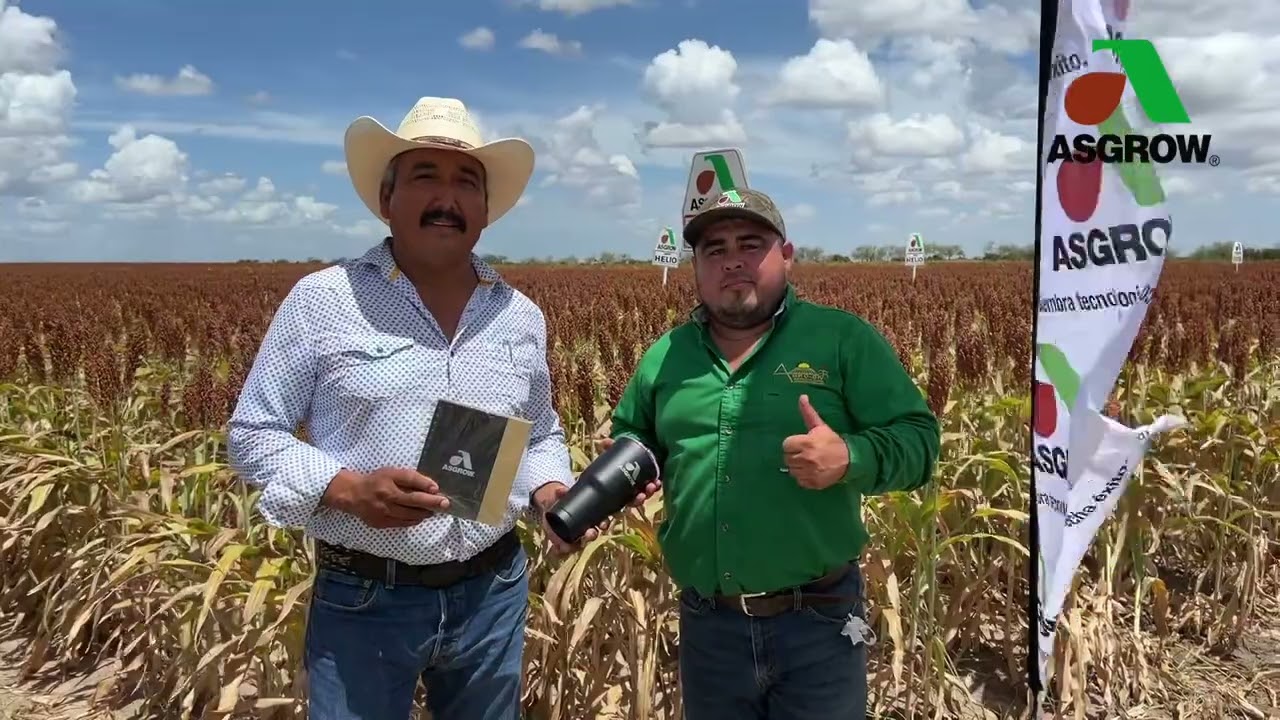 Lo nuevo de Asgrow en sorgo, Helio. - YouTube