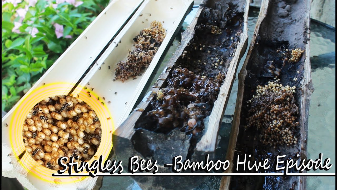 STiNGLESS BEES -BAMBOO HIVE EPiSODE (Meliponines) - YouTube