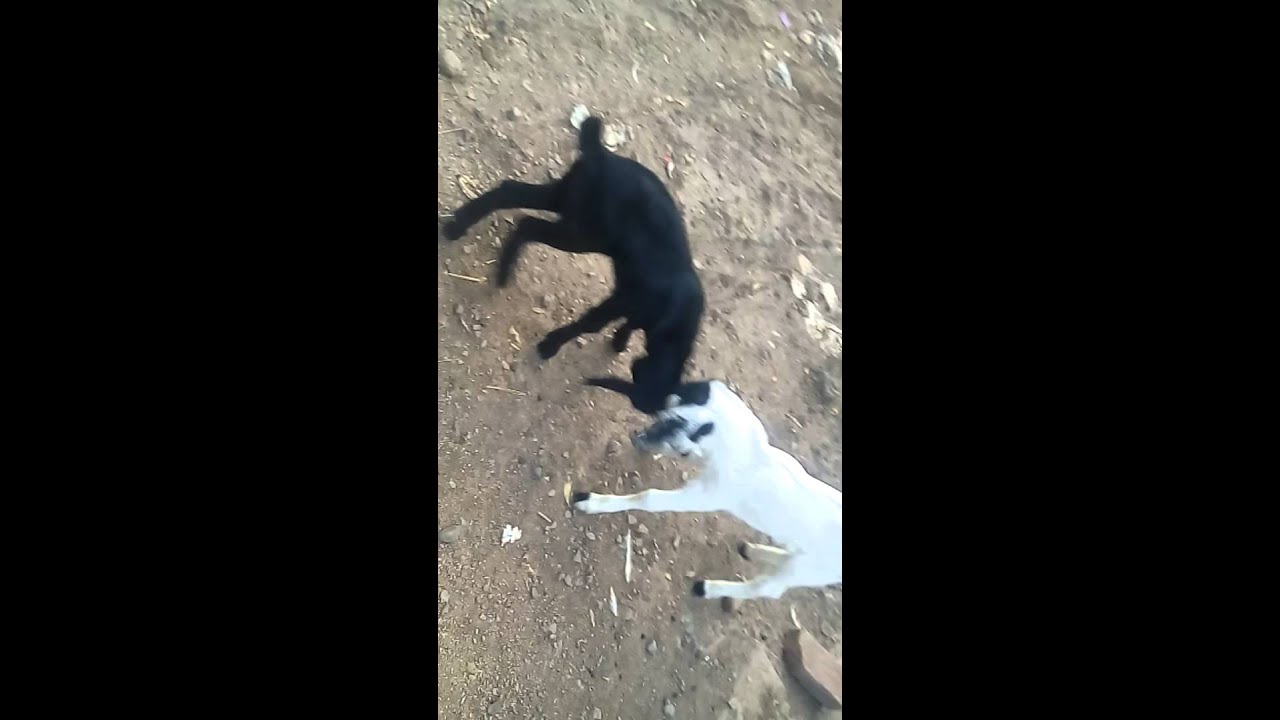 Goat kills for baby - YouTube