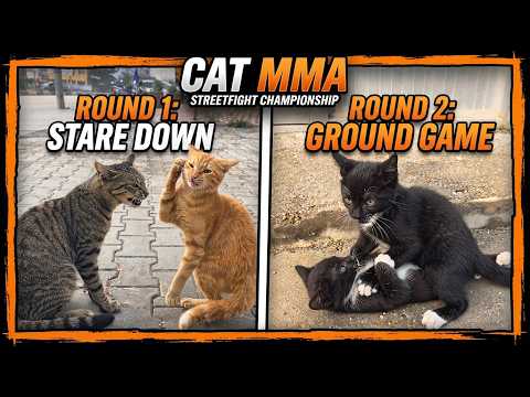 Cat Fighting MMA 😂 Ultimate Funny Cat Battle | Epic Cat Fight Parody