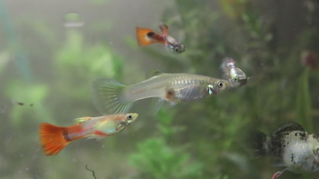 Guppy Fish freshwater Tank ~ Beautiful Guppy Fish swimming scenery in a ...
