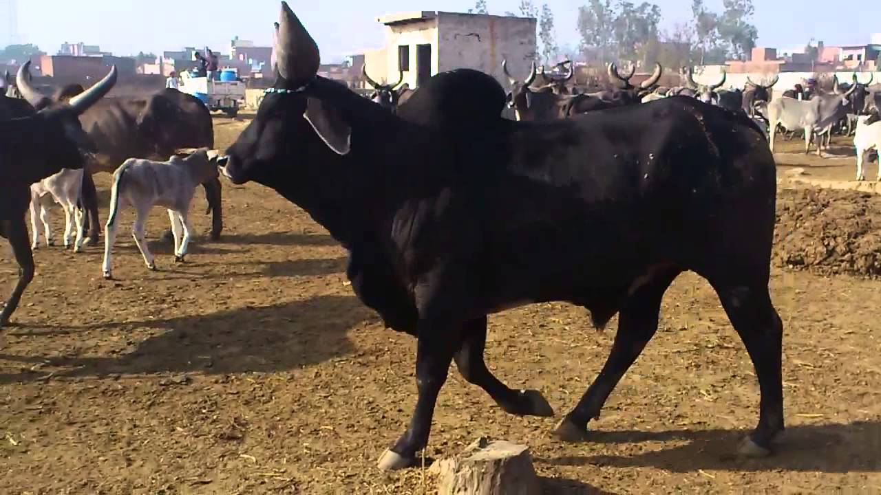 kankrej bull - YouTube
