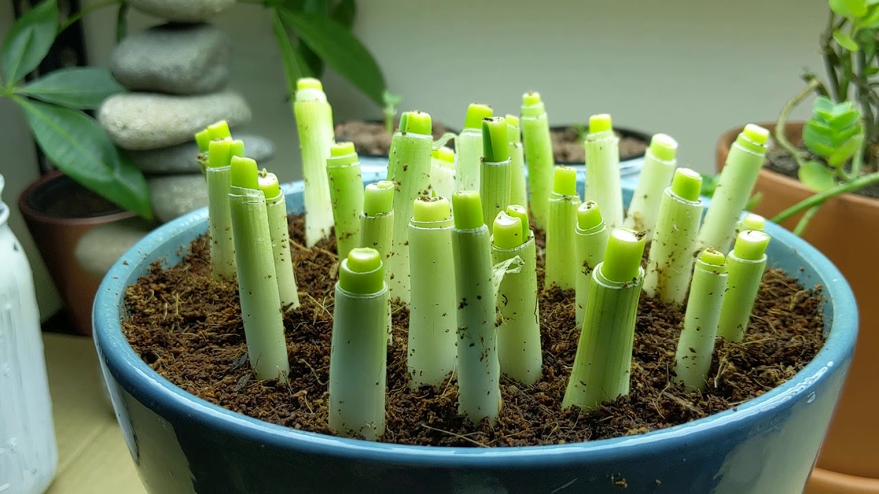 Regrowing Vegetables - Scallions | Green Onions - Day 1 - YouTube