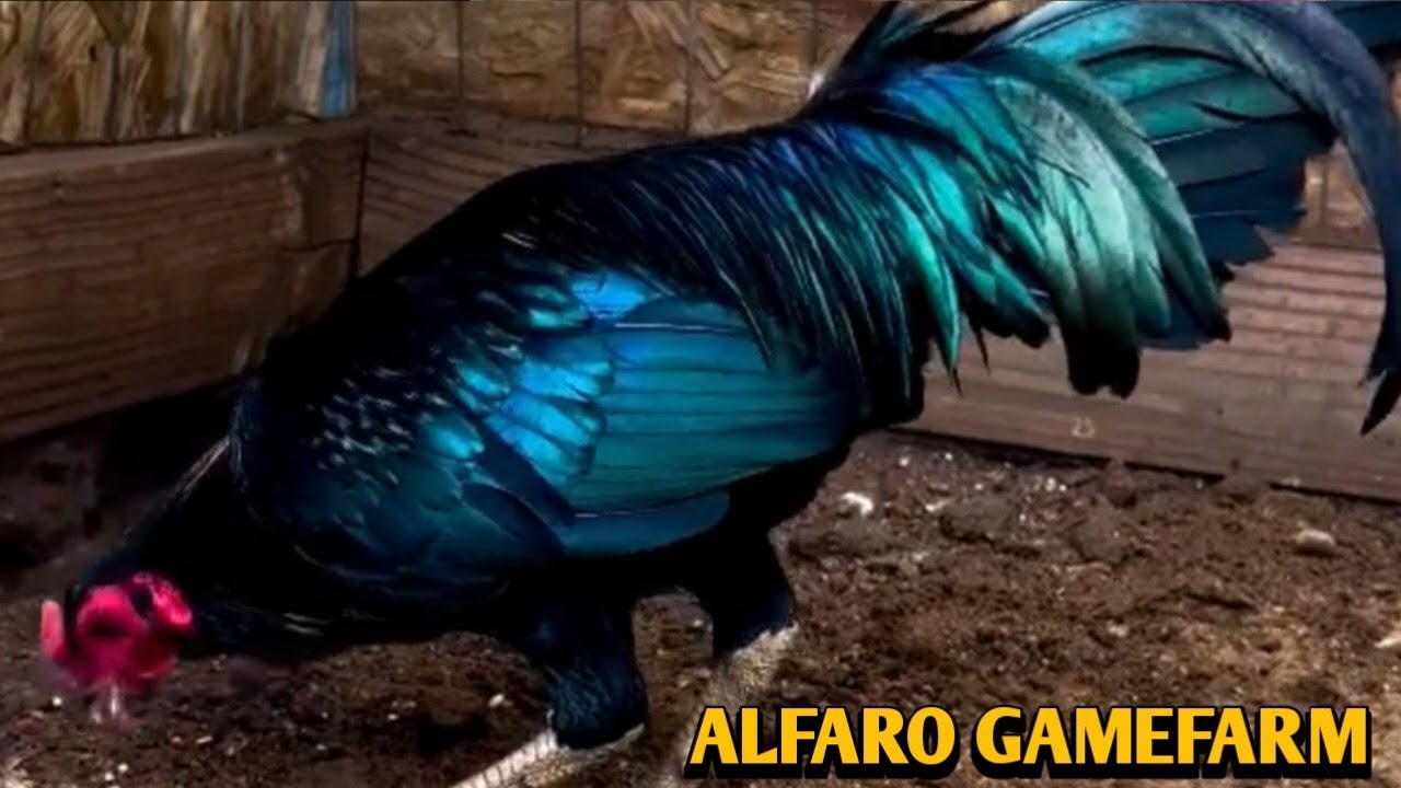 Black Jap Asil - ALFARO FARM - YouTube