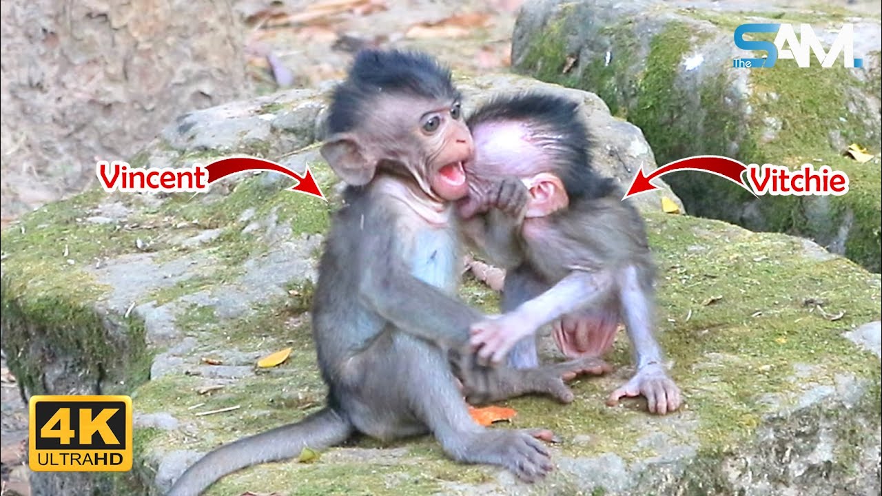 Happy Time _____! Baby Monkey Vitchie & Vincent play Happy Together ...