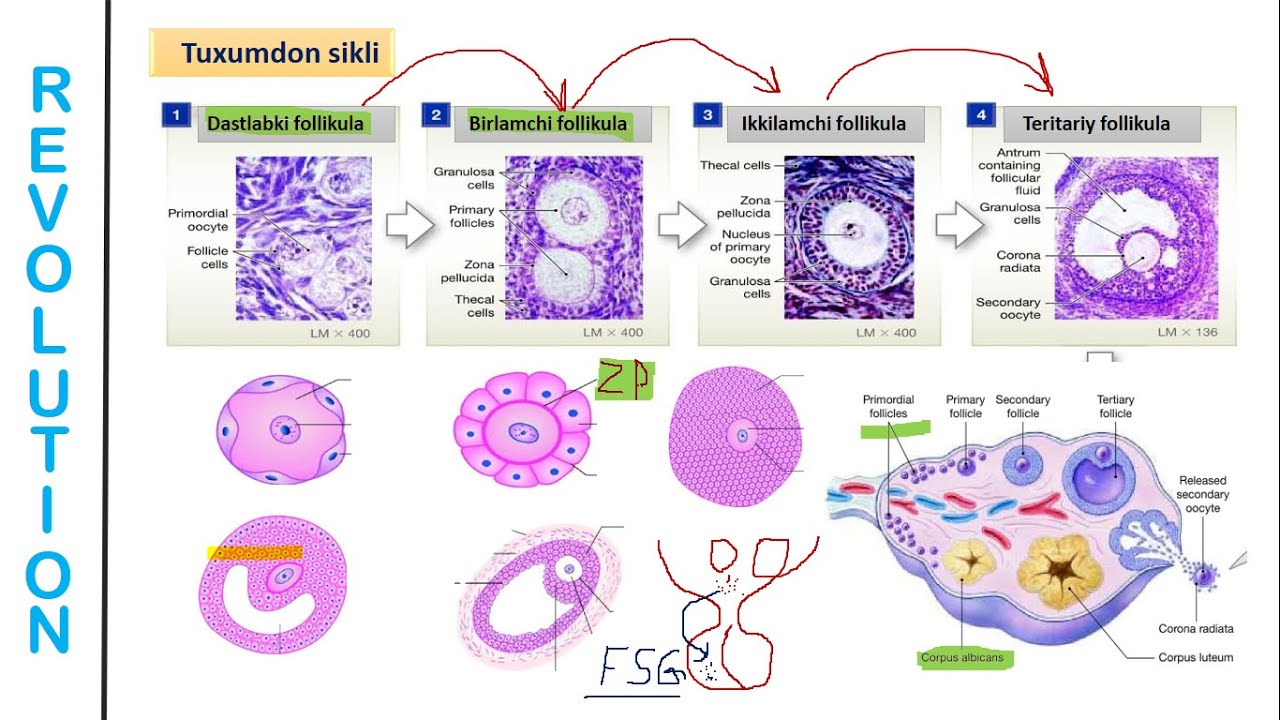 Ovogenez , hayz sikli, tuxumdon sikli. - YouTube