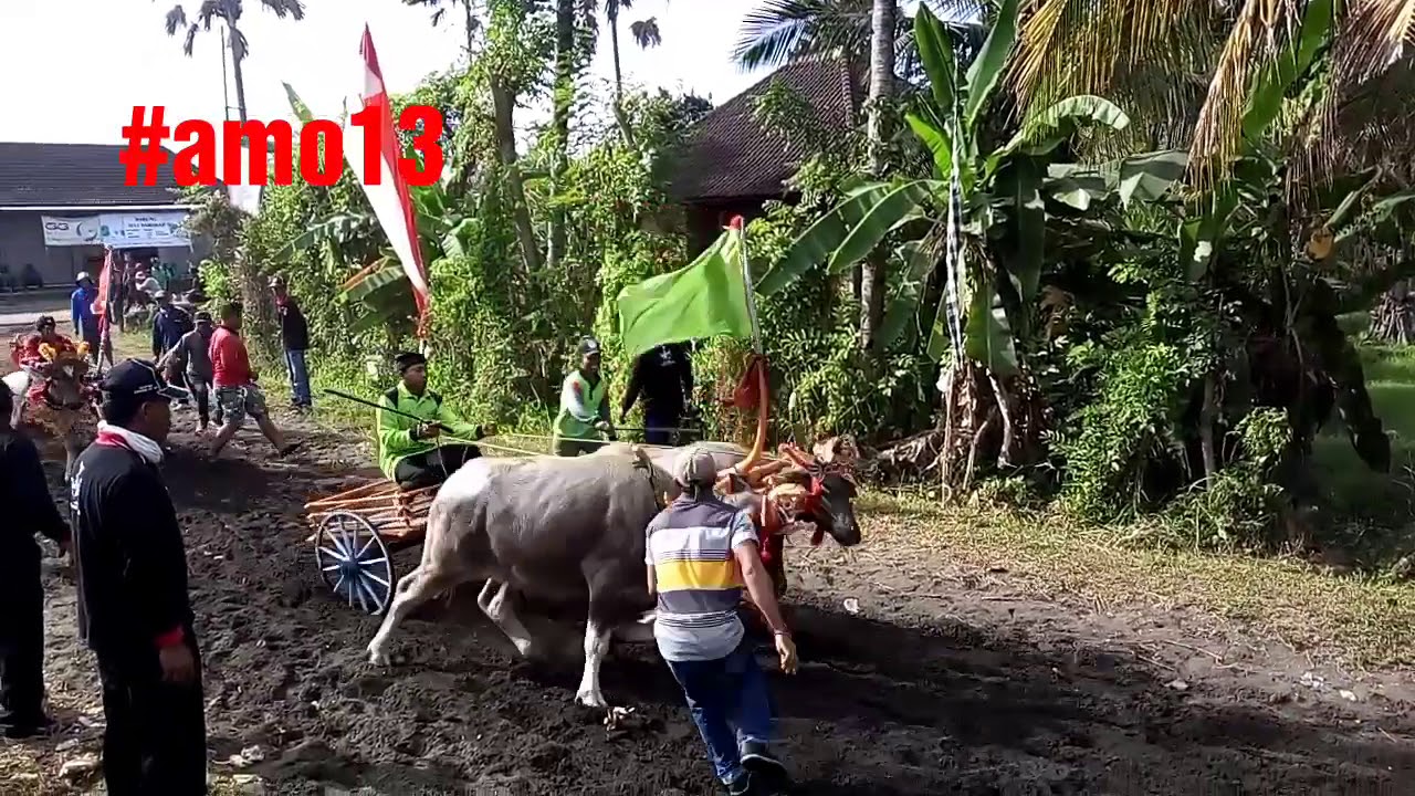 Mekepung Jembrana 2019 - YouTube