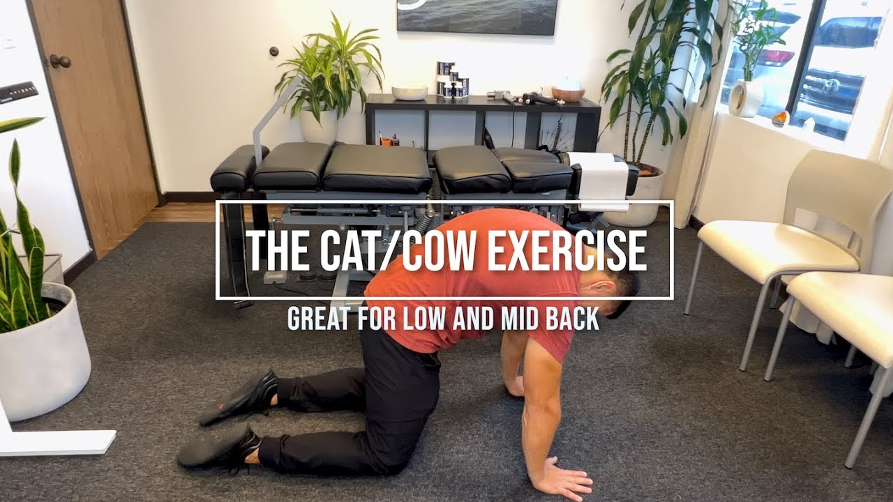 The Cat Cow Exercise For Low Back (and Mid Back) | @DrMichaelVan ...