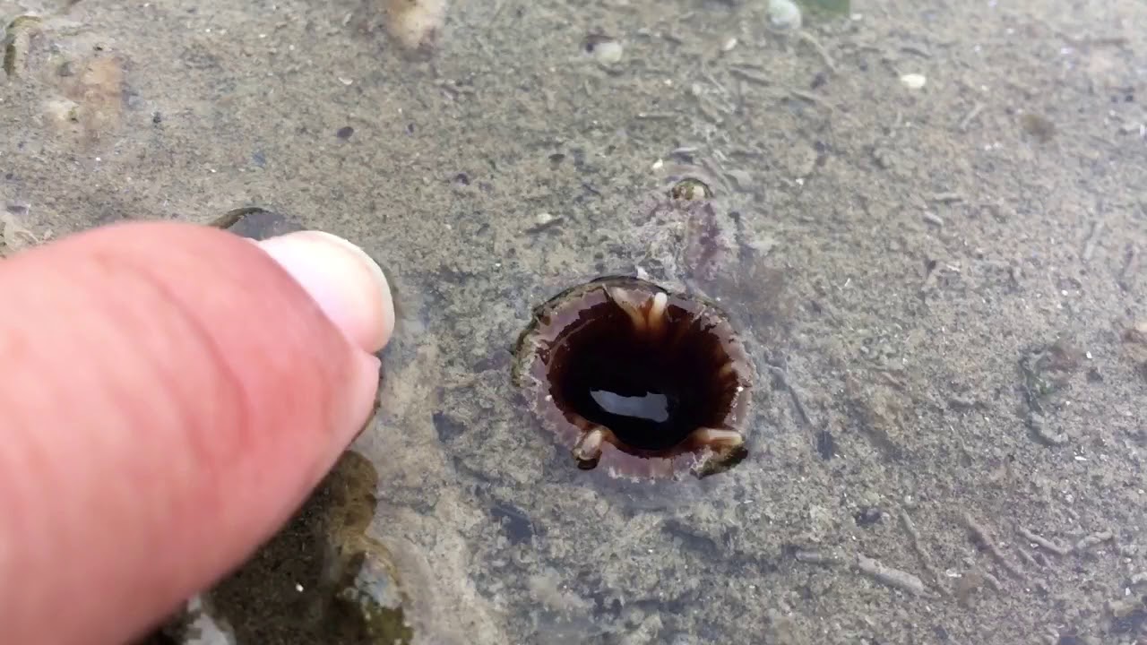 Clam Siphons (inhalant, exhalant) - YouTube