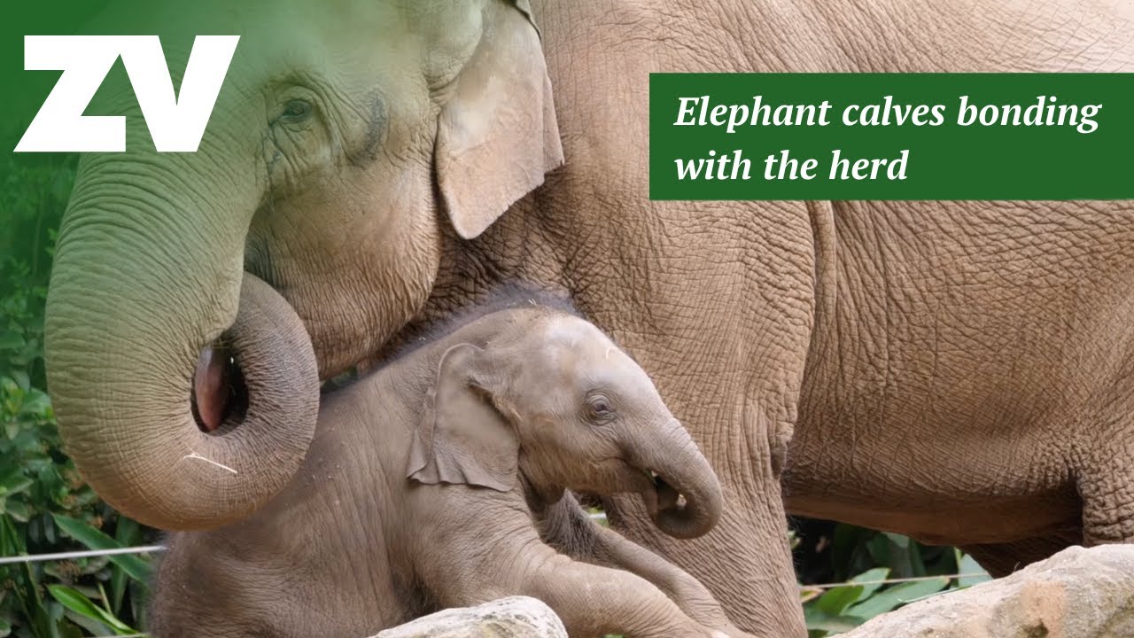 Elephant calves are bonding with the herd at Melbourne Zoo! - YouTube