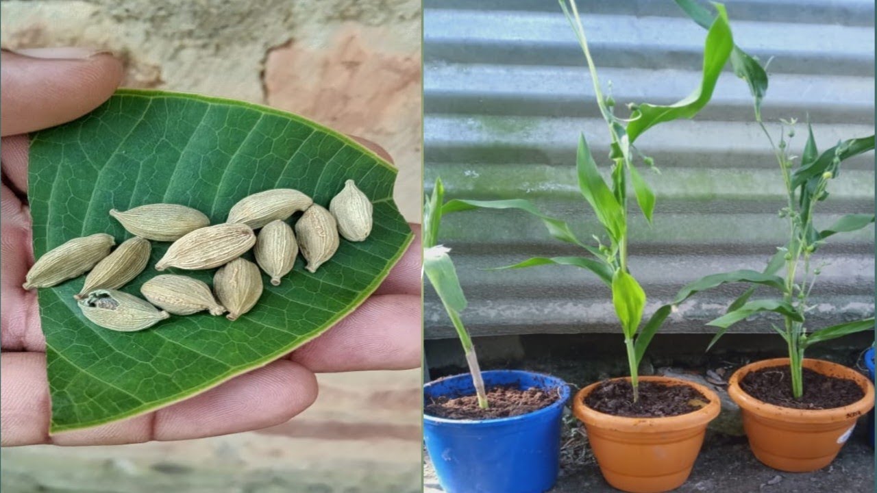 grow cardamom from seeds || grow ilachi plant from seeds - YouTube