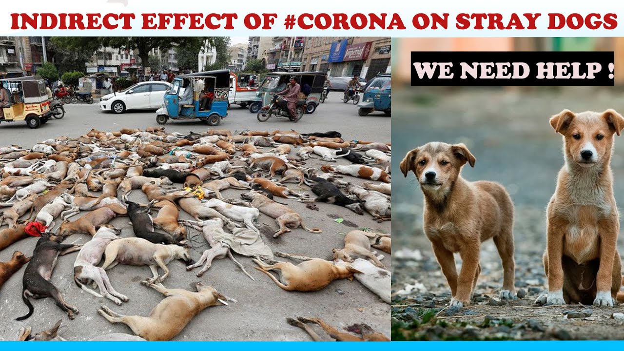 If Little "Humanity" Left Let's Save Them || Corona Virus indirect ...