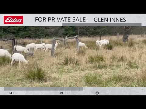 Elders Glen Innes for Private Sale 200 Station Mated Merino Ewes - YouTube
