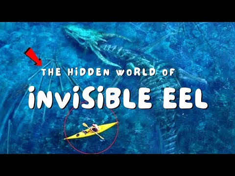 Invisible eels ? The secret life of these mysterious creatures #viral #trending - YouTube
