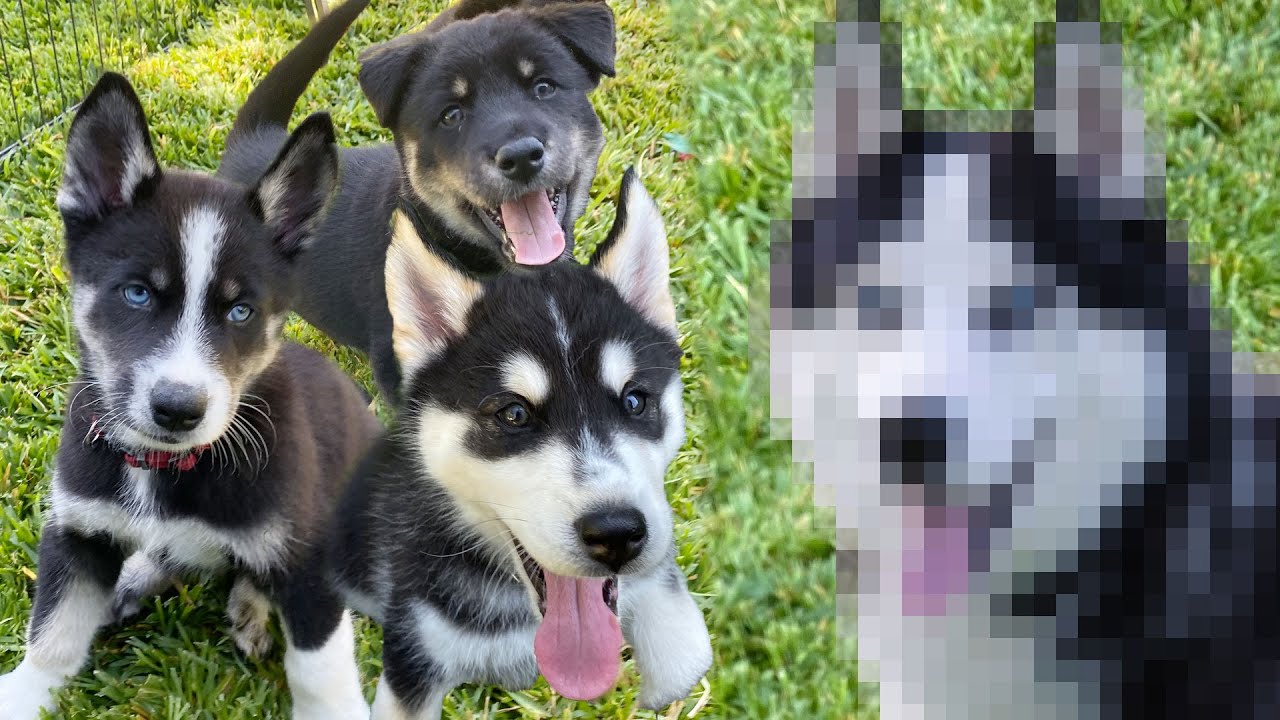 The Puppies Meet Their Real Mother! | Mister Preda - YouTube