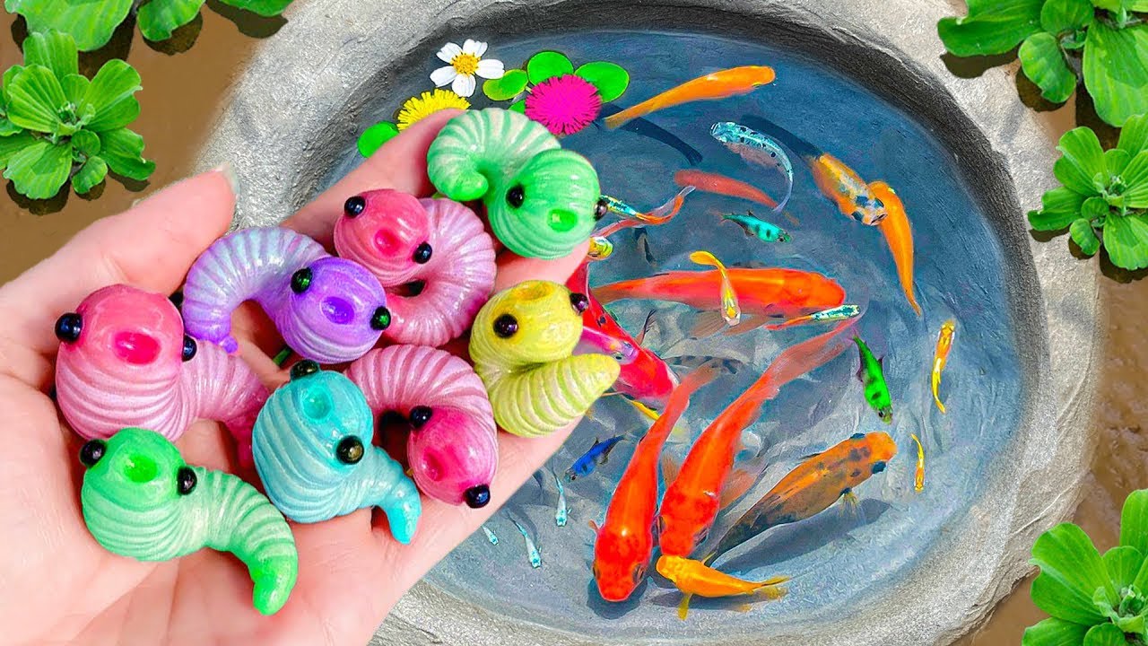 Catching Strange Fish In Small Pond, Guppies, Arowana, Swordtail Fish ...