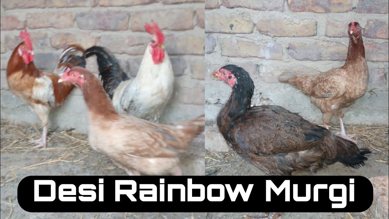 Desi Rainbow Murgi | Ahsan Birds Channel - YouTube
