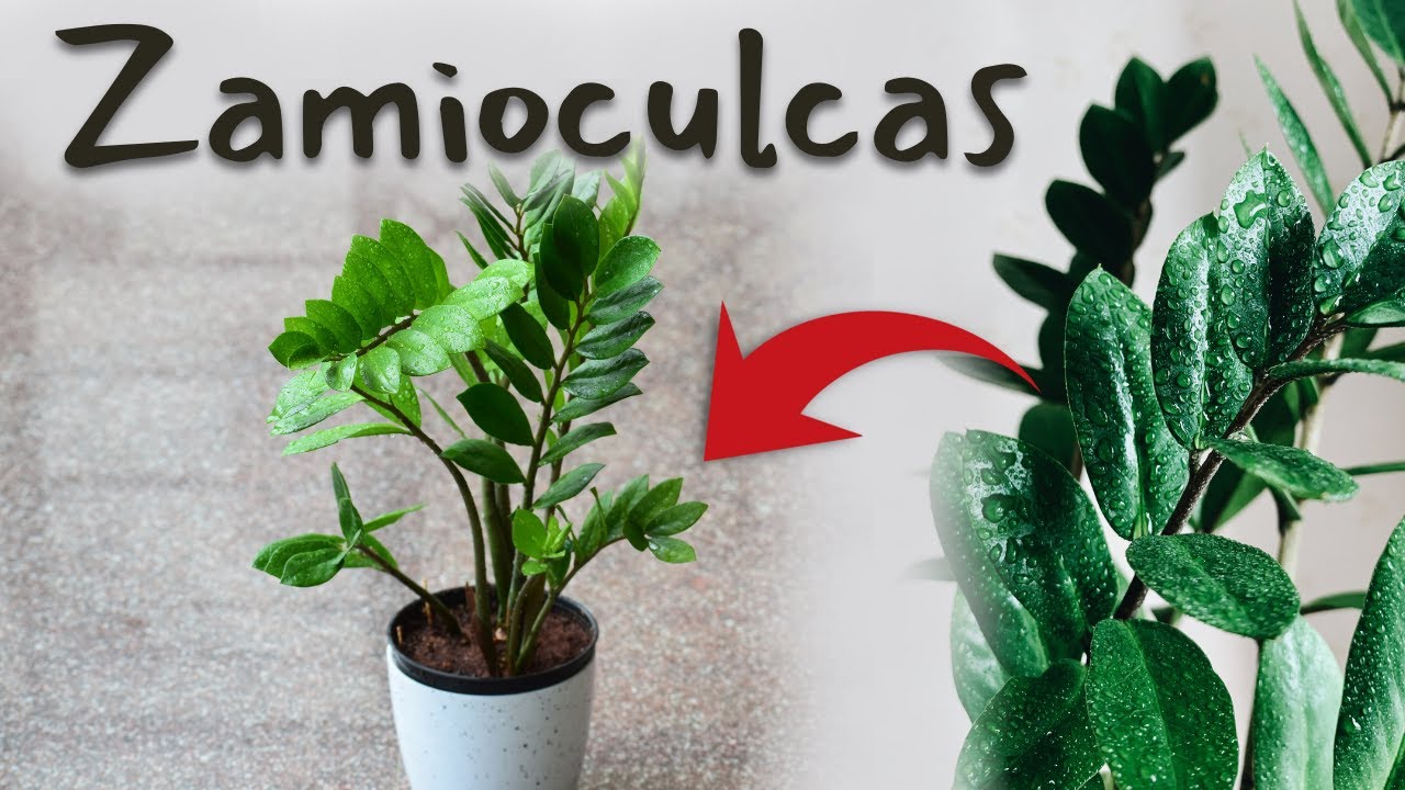Zamioculcas - Como Cuidar e Como Fazer Mudas - YouTube