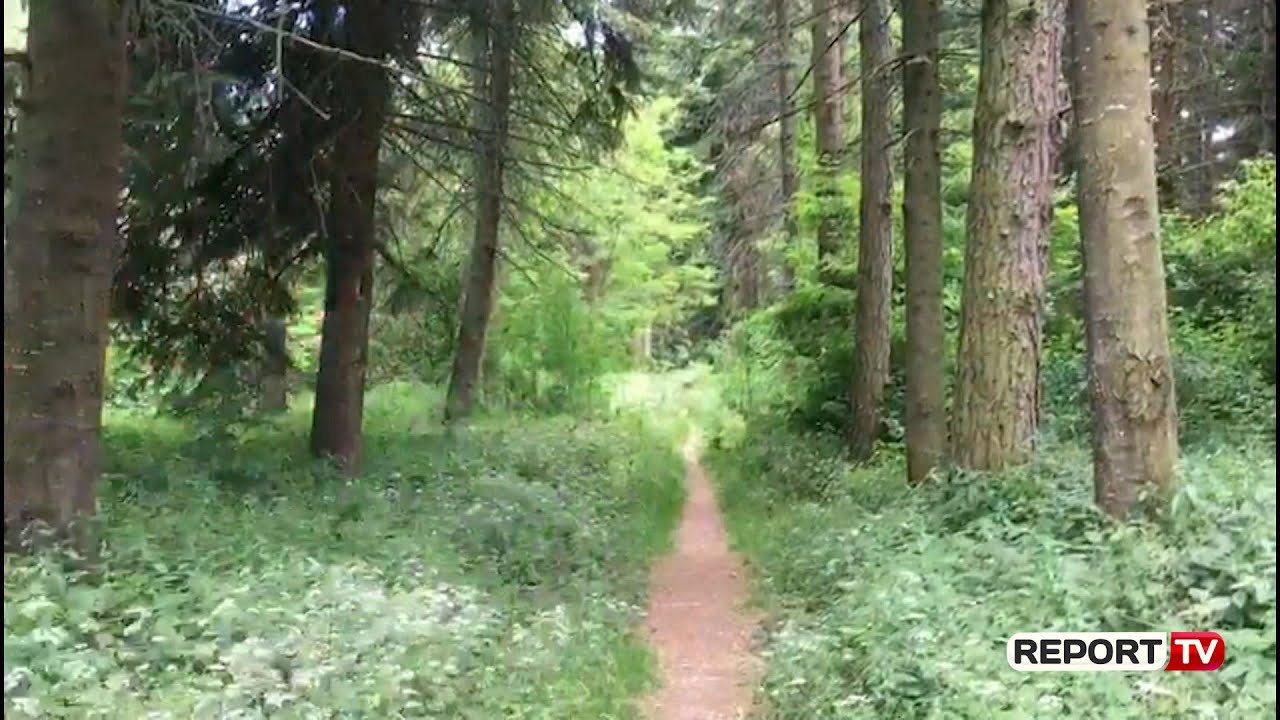 Pylli i fazanëve atraksioni më interesant në juglindje të vendit, ajri ...