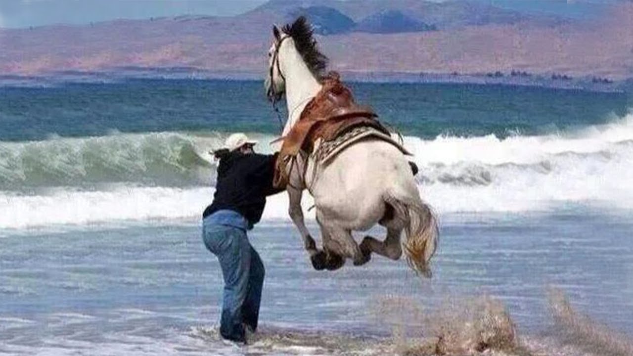 These Funny and Cute Horses Will Change Your Mood For Good - YouTube