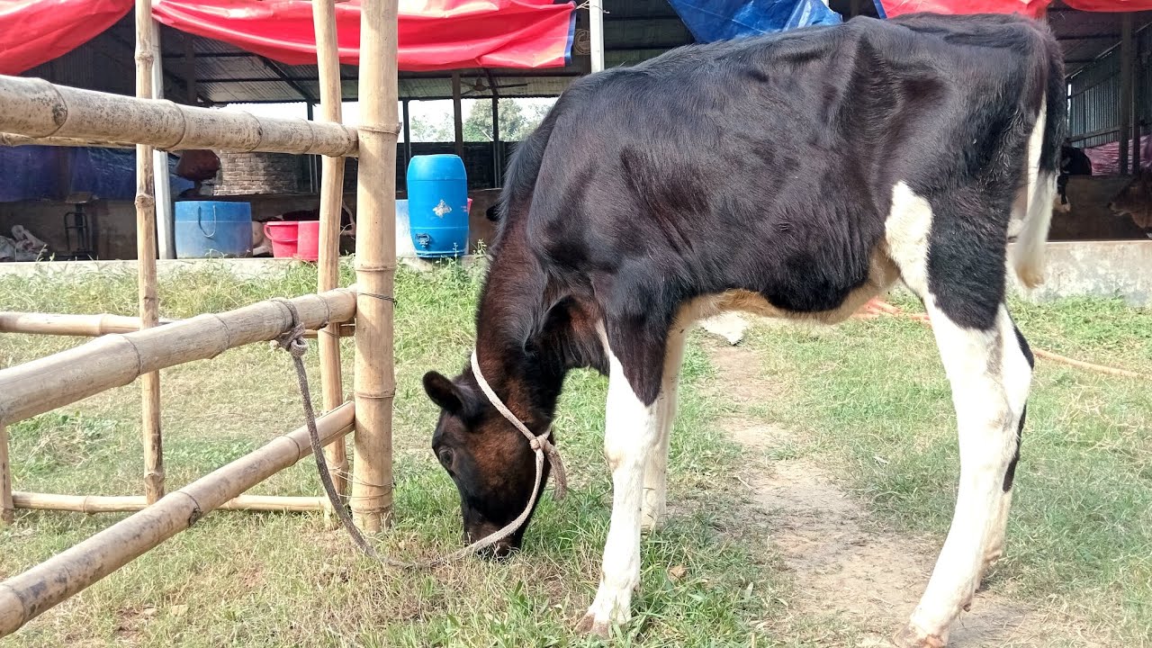 fabulous friesian bokna in Dhaka - friesian cow - dairy farming ...