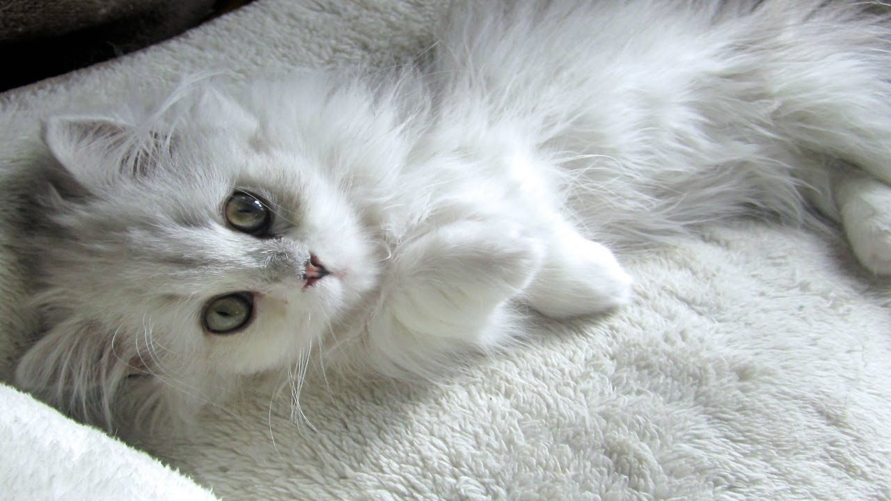 Cutest Turkish Angora Kittens! - YouTube