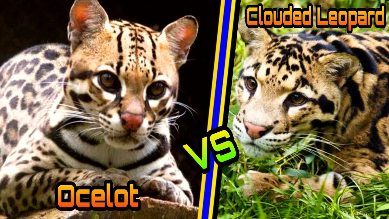 Ocelot vs Clouded Leopard - Macan Dahan vs Ocelot - YouTube