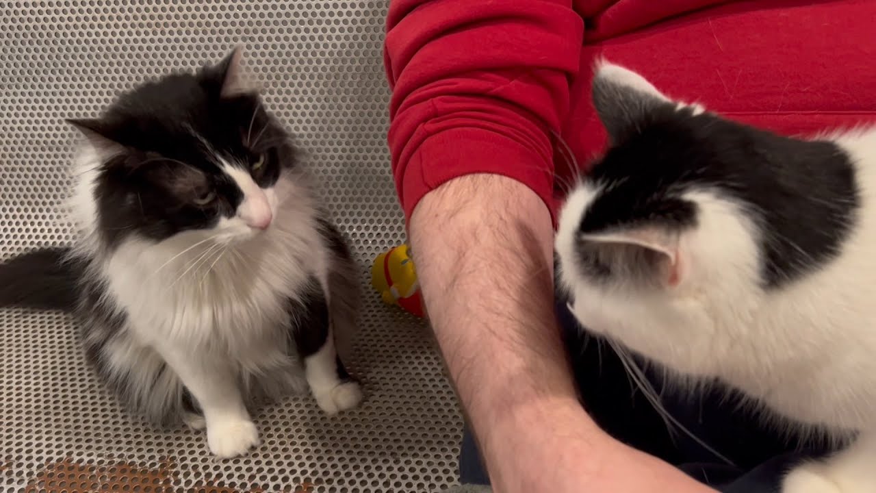 The cow cats battle for the lap - YouTube