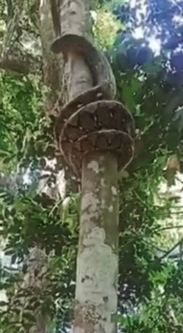 Ratu Ular_Snake Queen - YouTube