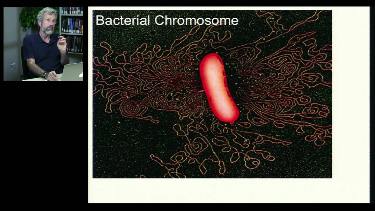 Biology 1001 - Selfish Genetic Elements | Transposons and Plasmids ...